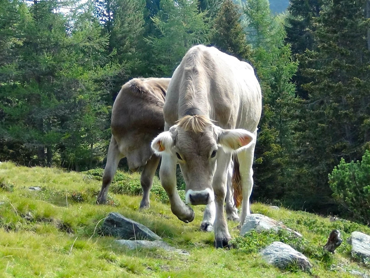 Farmer Fined After Cow Attack - Safety Aide